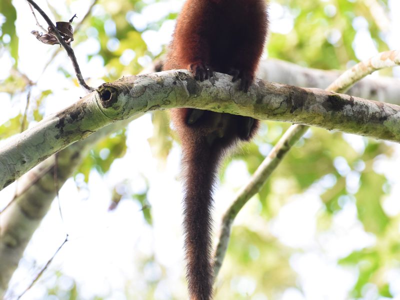 Brown Titi Monkey | Smithsonian Photo Contest | Smithsonian Magazine