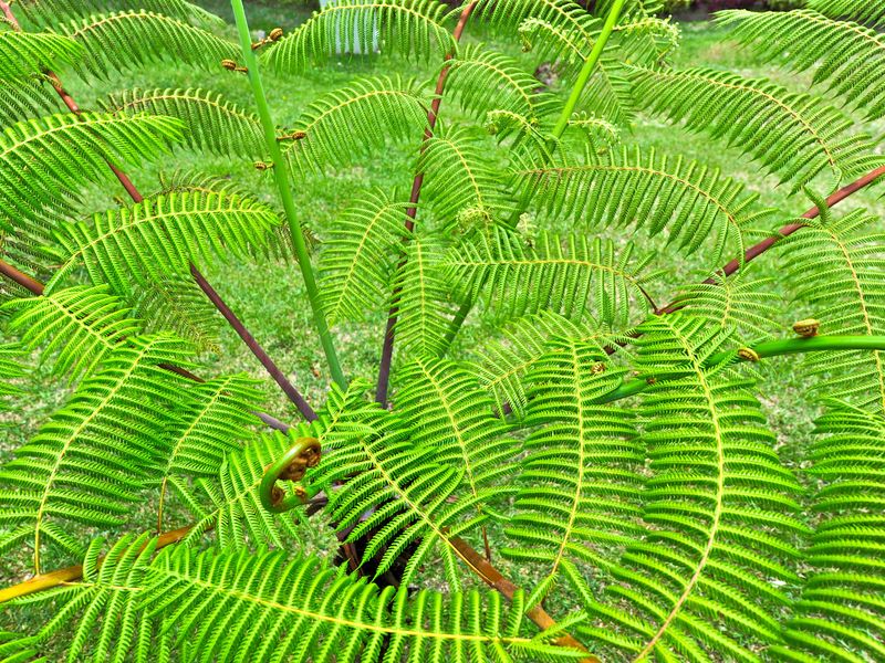 Fern Spiral | Smithsonian Photo Contest | Smithsonian Magazine