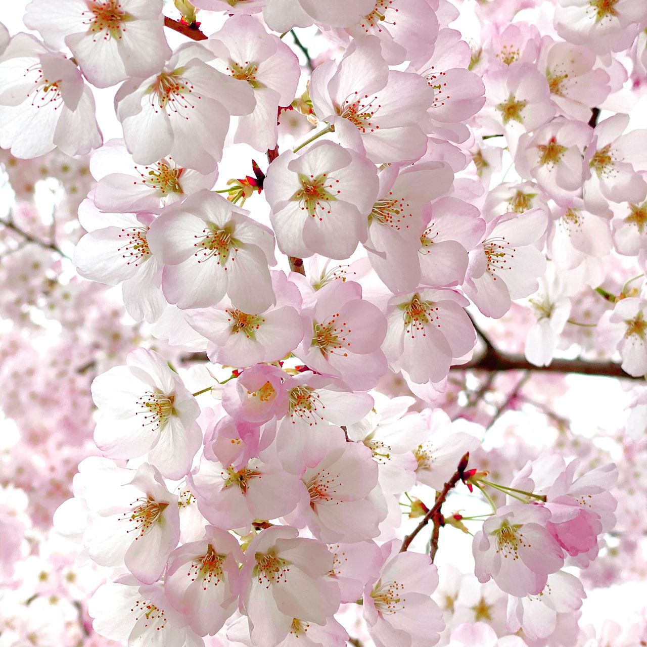 about cherry blossom