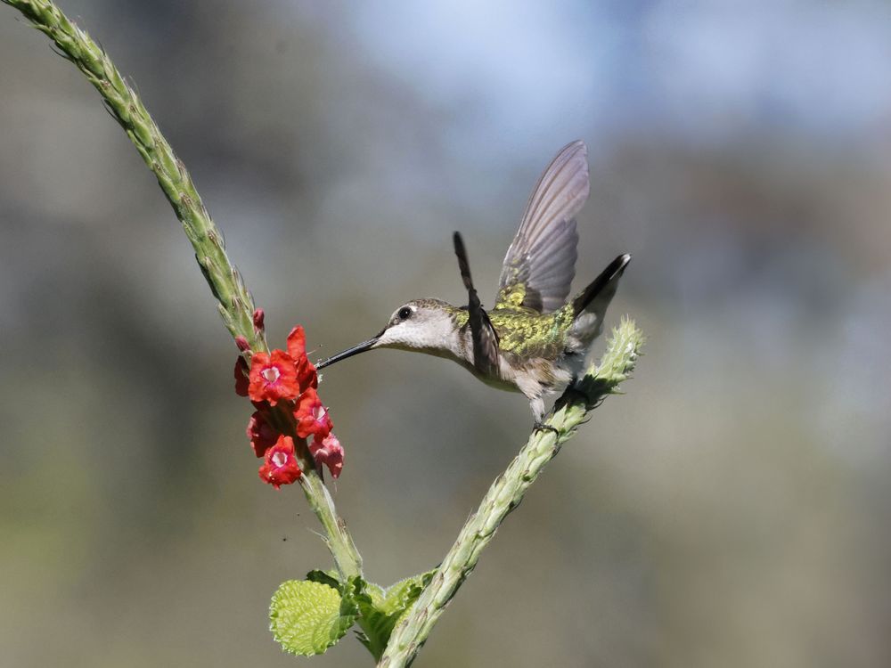 Ruby-throated Hummingbird on Coral Porterweed | Smithsonian Photo ...