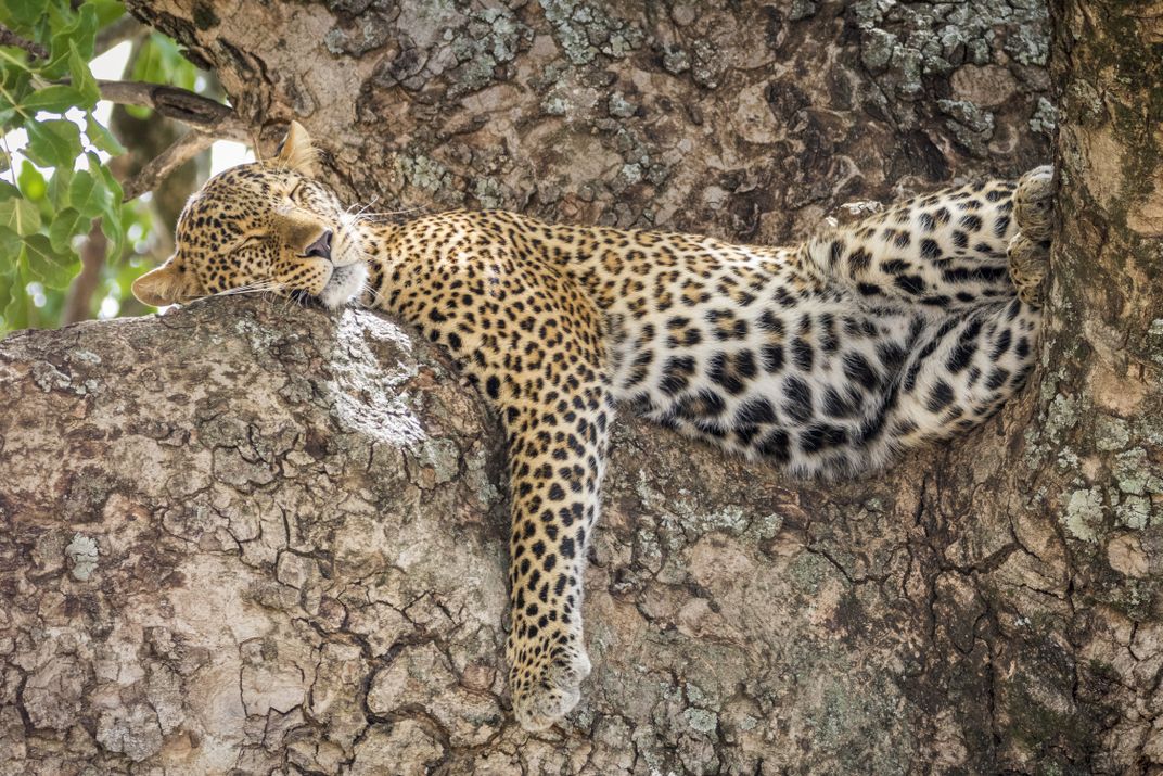 Hora de la siesta // Nap time | Smithsonian Photo Contest | Smithsonian ...