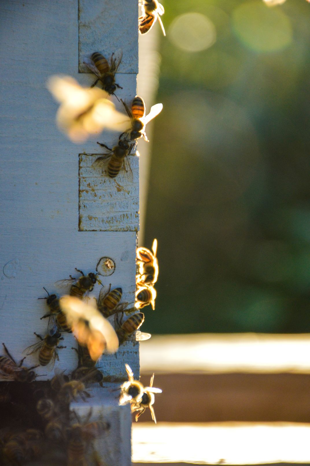 Bees | Smithsonian Photo Contest | Smithsonian Magazine