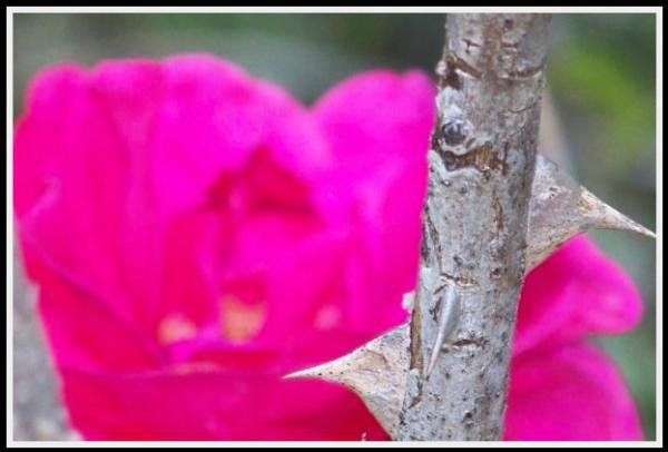 The rose guardian | Smithsonian Photo Contest | Smithsonian Magazine
