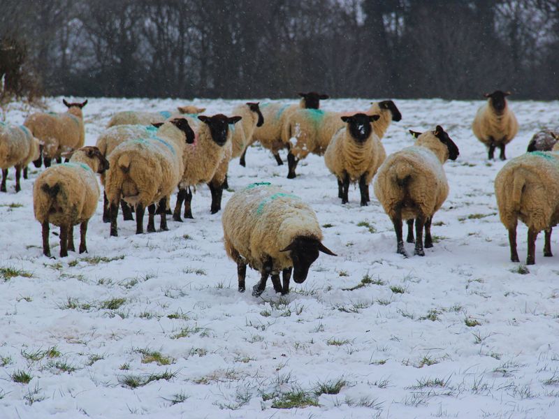 Cold Sheep | Smithsonian Photo Contest | Smithsonian Magazine