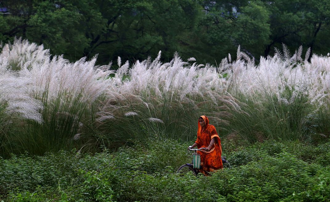 Incredible India - Kans grass | Smithsonian Photo Contest | Smithsonian ...