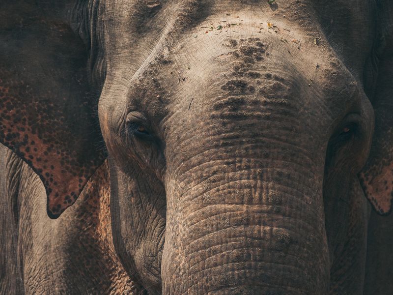 Gentle giant | Smithsonian Photo Contest | Smithsonian Magazine