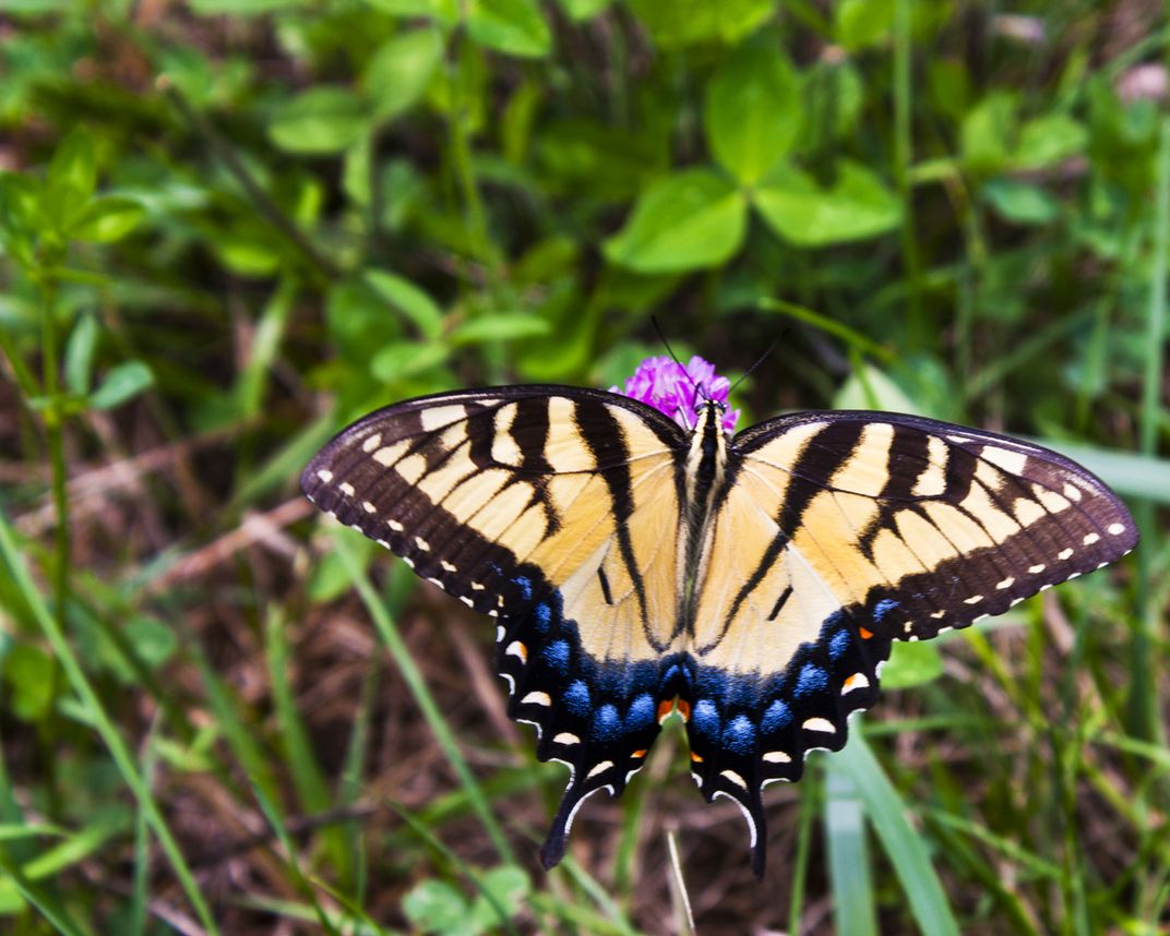Yellow butterfly in a field | Smithsonian Photo Contest | Smithsonian ...