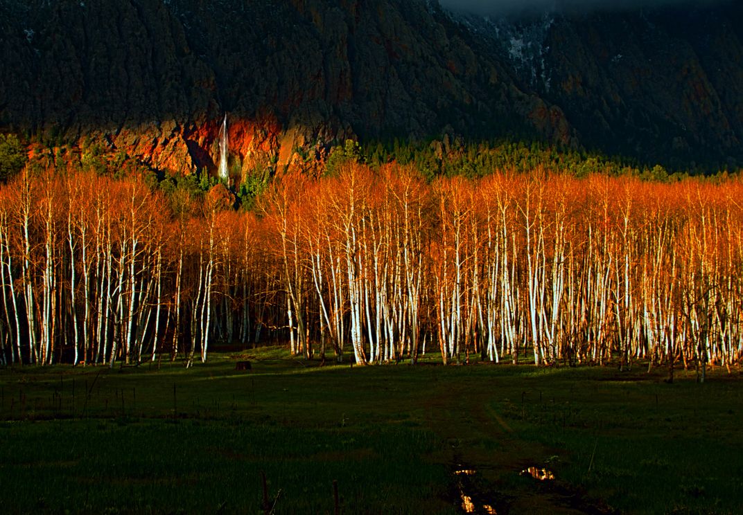 A waterfall behind a grove of aspen spot lighted by the sun breaking ...