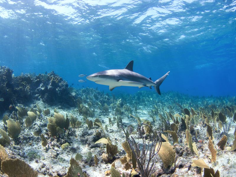 Reef on Reef | Smithsonian Photo Contest | Smithsonian Magazine