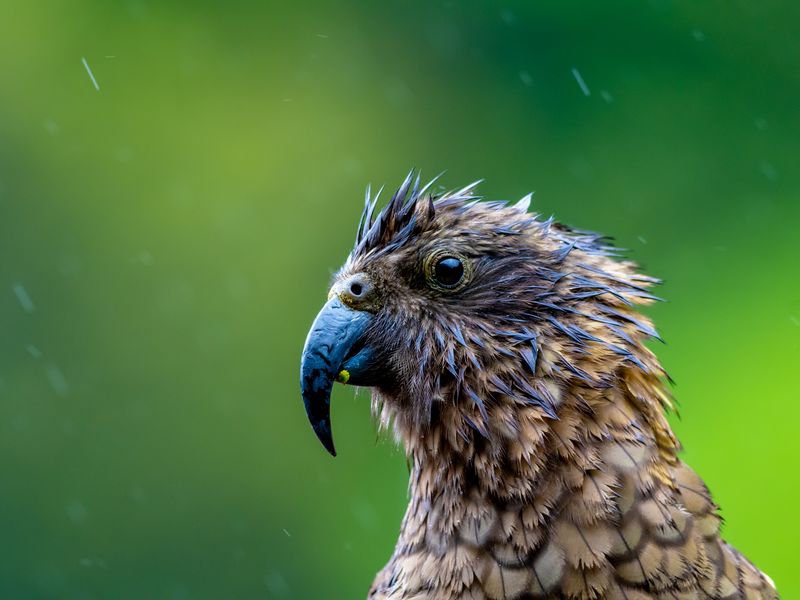 Ke ke ke Kea (parrot) | Smithsonian Photo Contest | Smithsonian Magazine