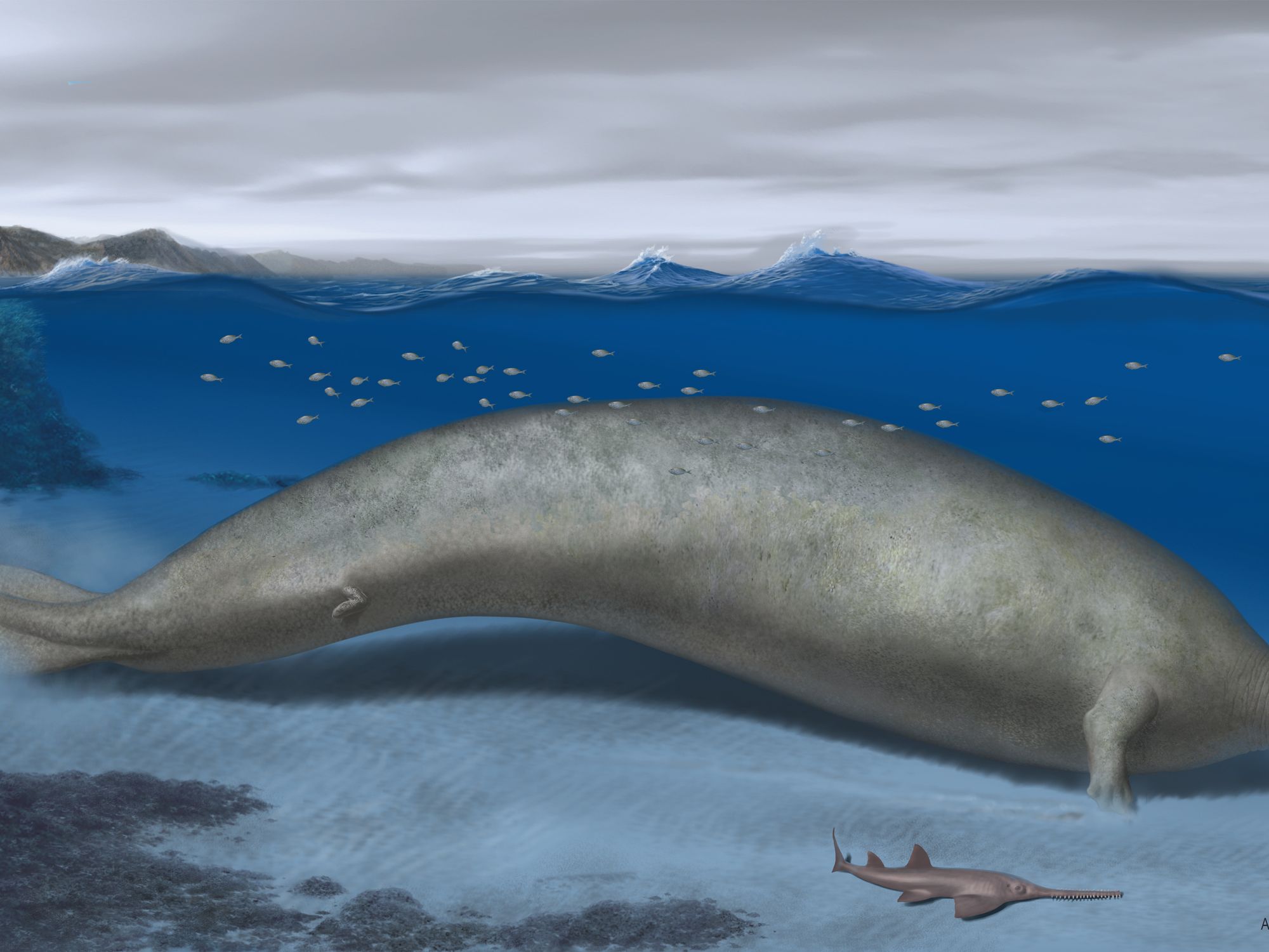 This Massive Extinct Whale May Be the Heaviest Animal That Ever Lived