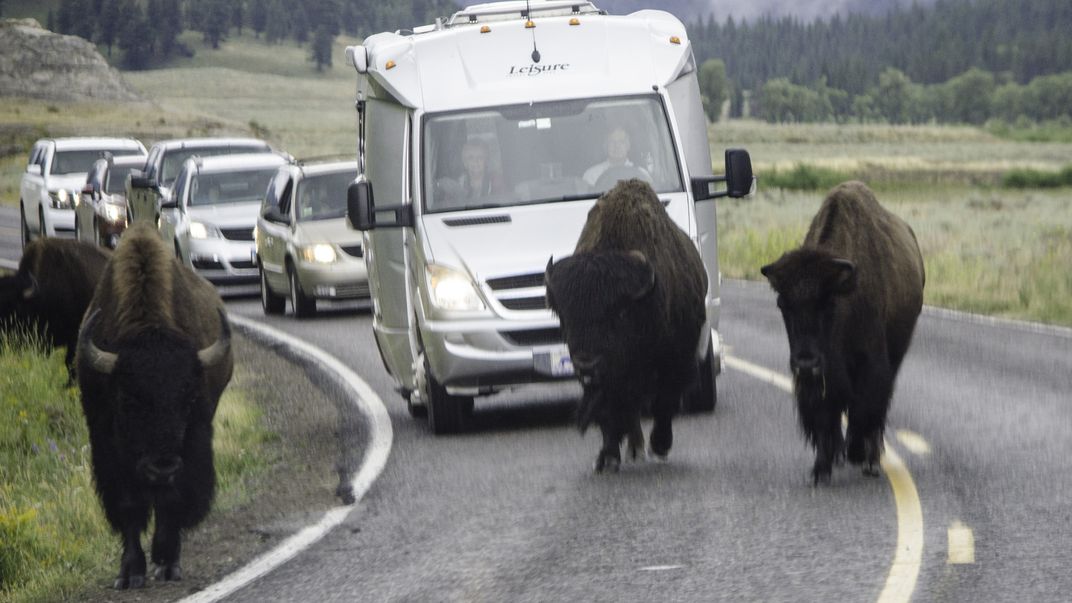Bison Jam | Smithsonian Photo Contest | Smithsonian Magazine