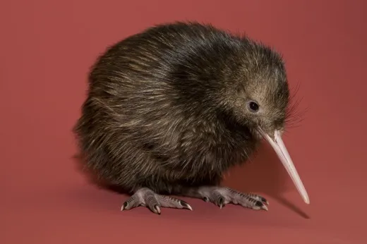 cute kiwis