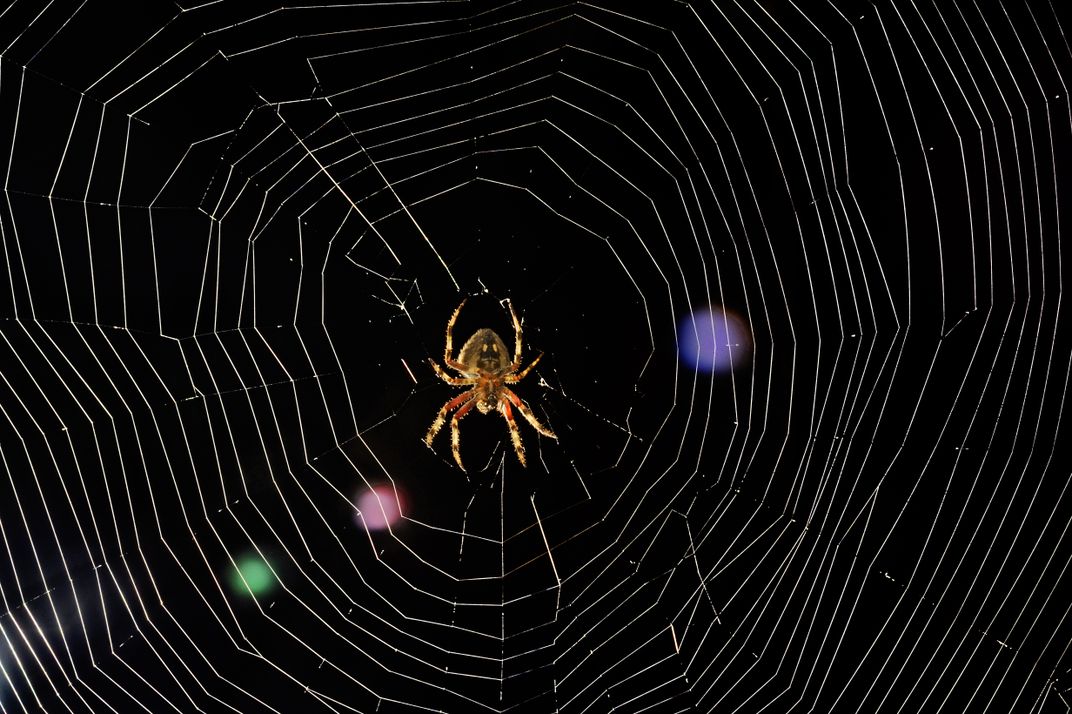 Barn spider at night | Smithsonian Photo Contest | Smithsonian Magazine
