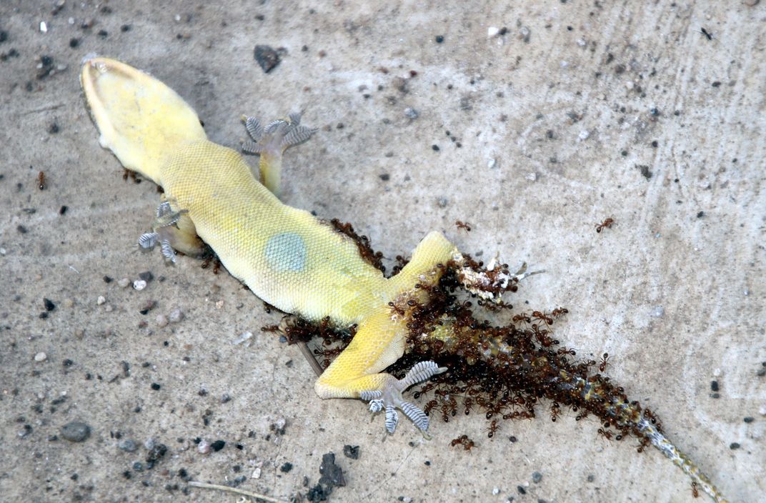 Dead Lizard With Ants | Smithsonian Photo Contest | Smithsonian Magazine