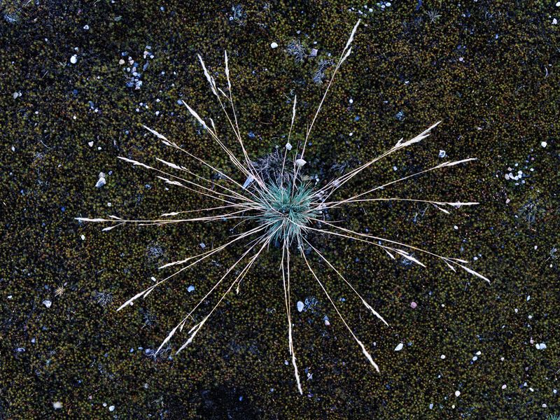 Grass Star | Smithsonian Photo Contest | Smithsonian Magazine