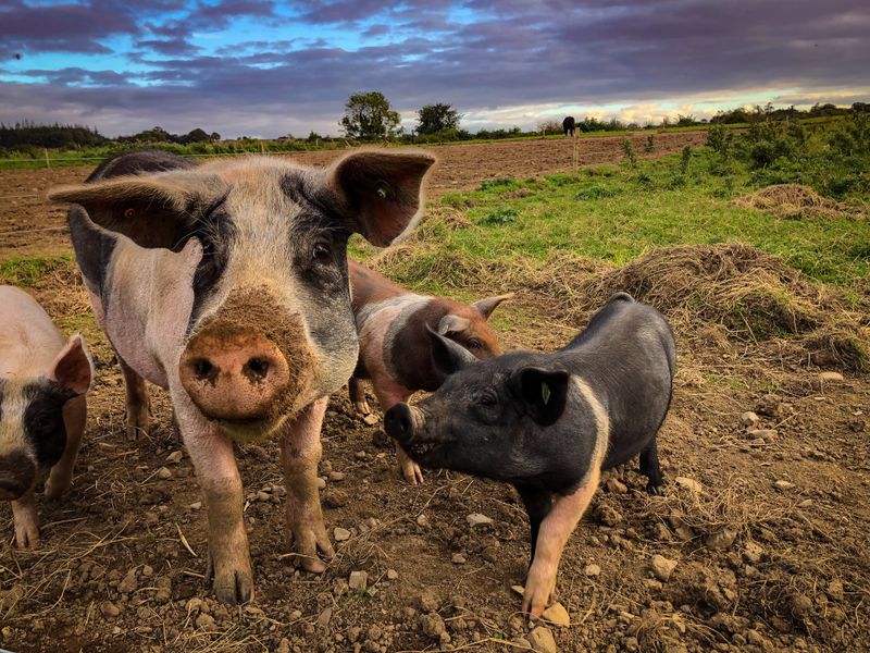 Pigs at Rock Farm at the Slane Castle in Ireland | Smithsonian Photo ...