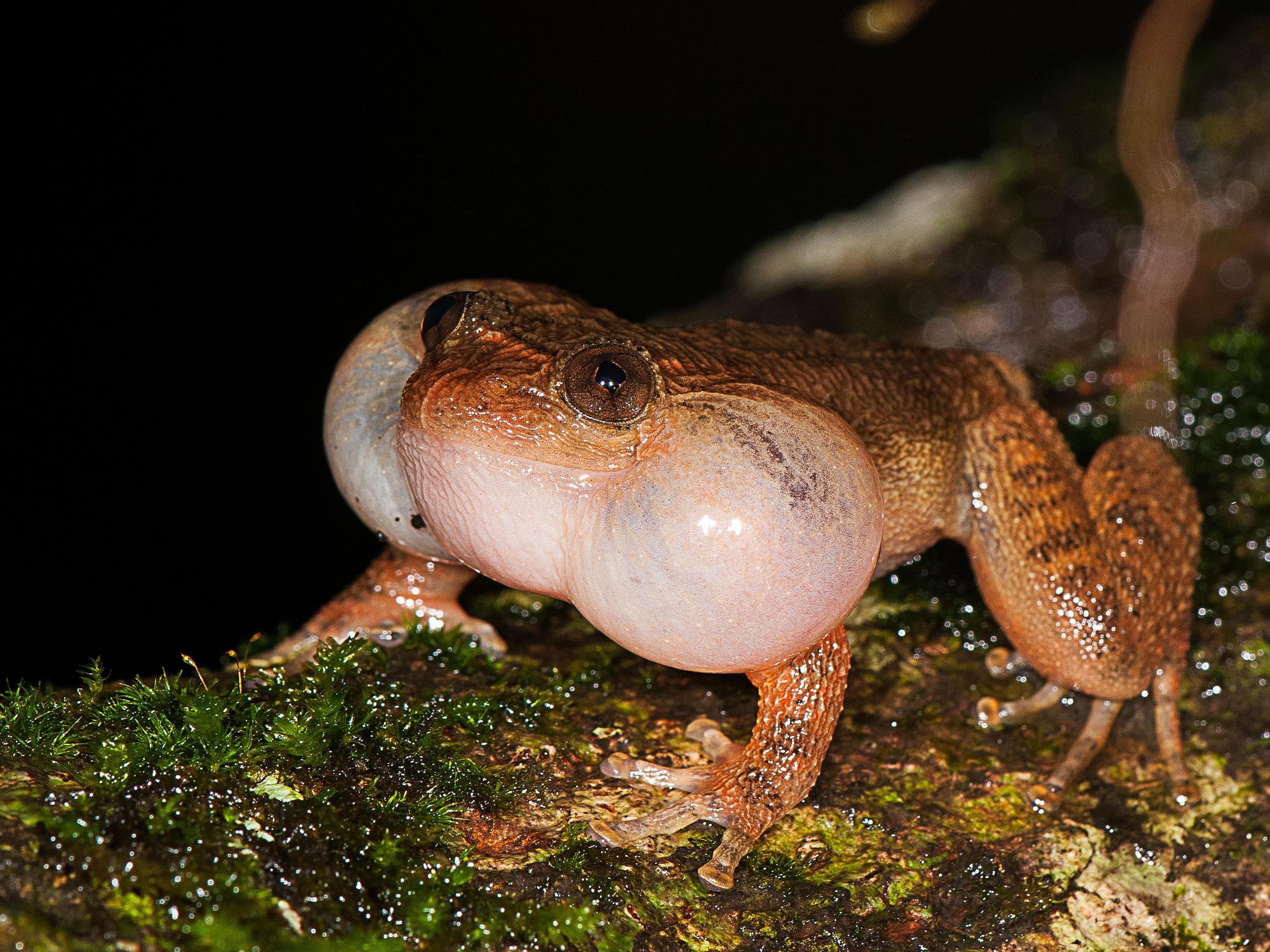 The Frog Kamasutra Gains a Chapter, Thanks to Camera-Wielding Biologists