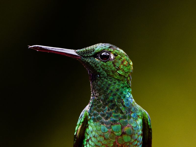 Portrait of a Hummingbird | Smithsonian Photo Contest | Smithsonian ...