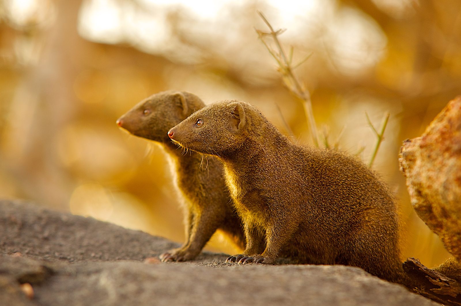 For Immigrant Mongooses, It Can Take Time to Earn Society’s Trust ...