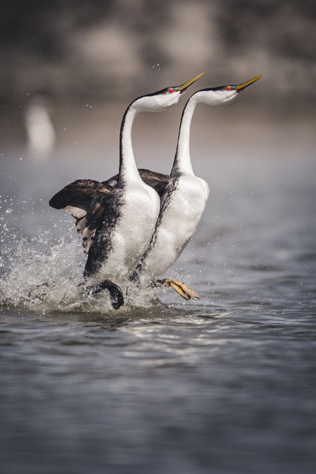 Dance of the Grebes | Smithsonian Photo Contest | Smithsonian Magazine