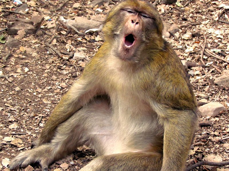 Sleepy monkey | Smithsonian Photo Contest | Smithsonian Magazine