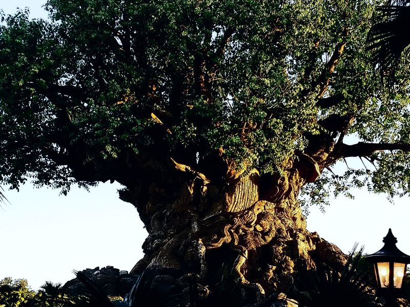 The Tree of Life | Smithsonian Photo Contest | Smithsonian Magazine