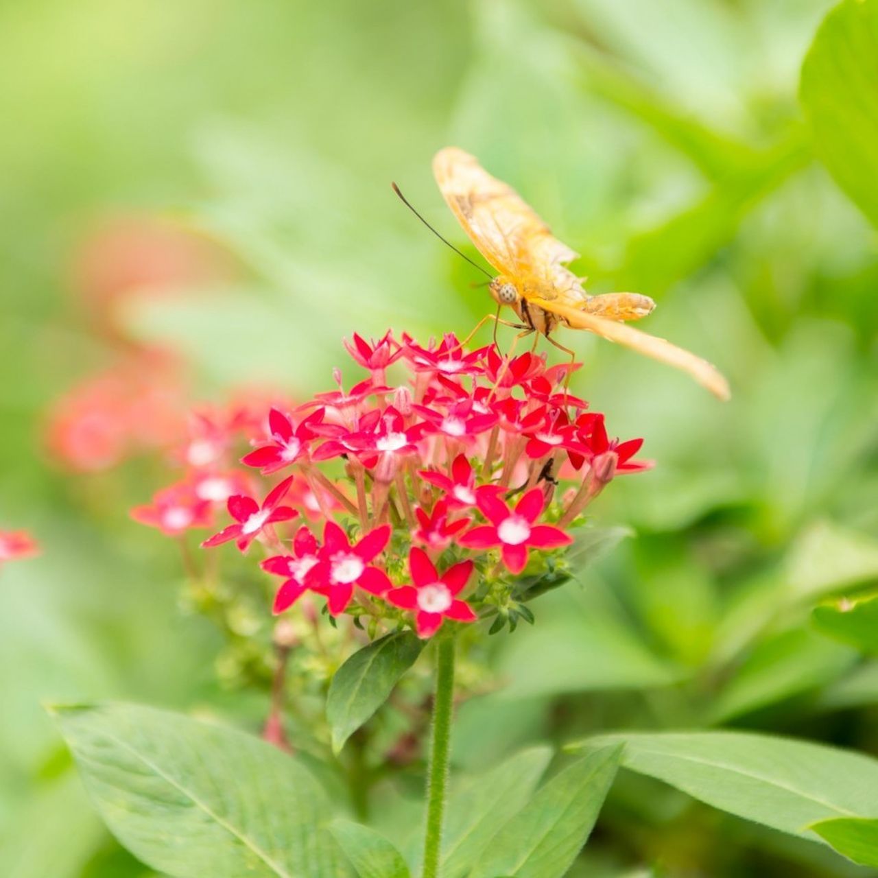 bee pollination wotsits