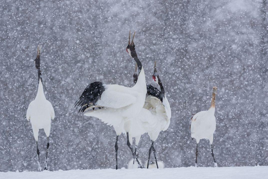 high-pitched scream in the snow | Smithsonian Photo Contest ...