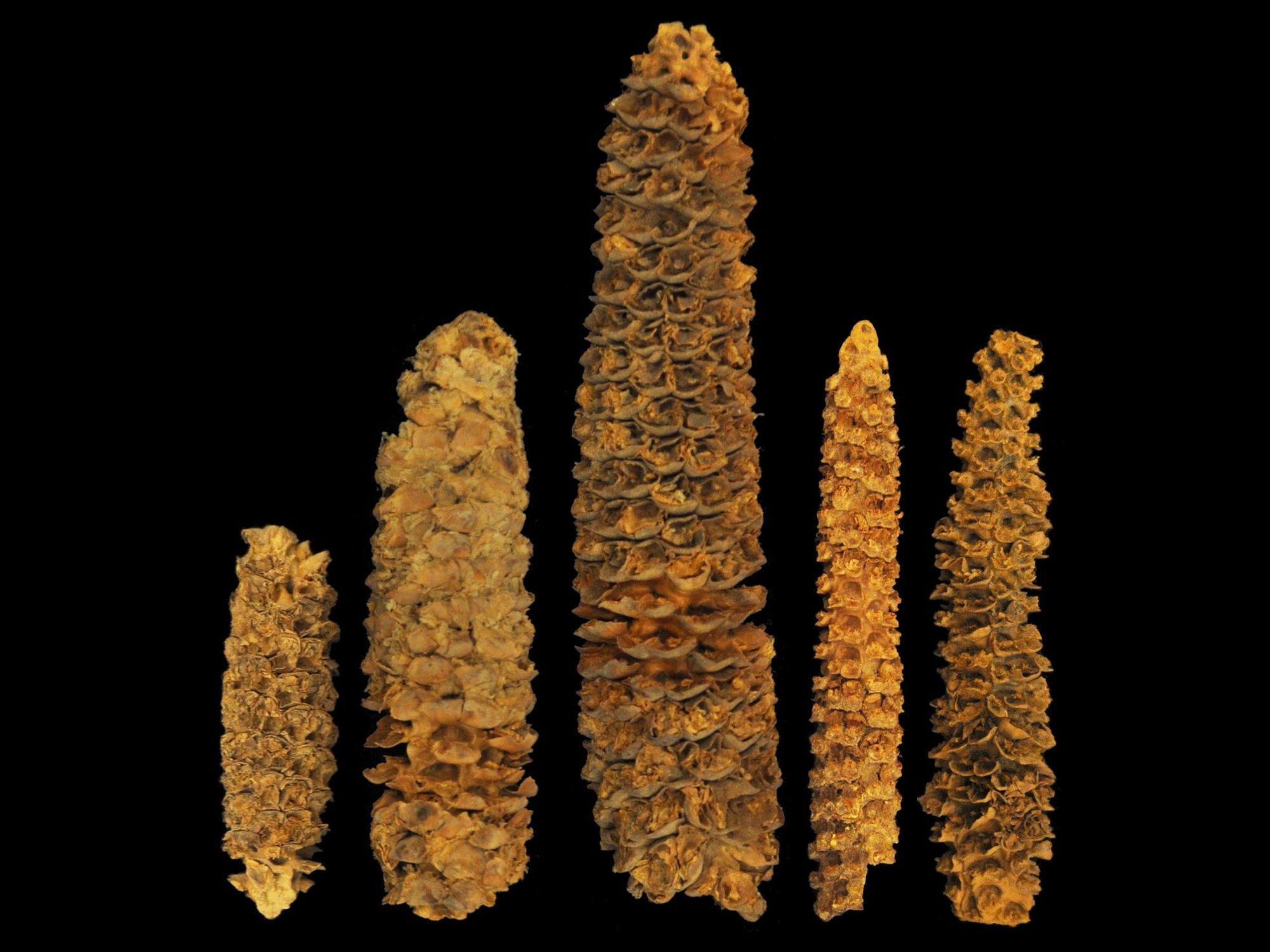 How Ancient DNA Unearths Corn’s A-maize-ing History | Smithsonian ...