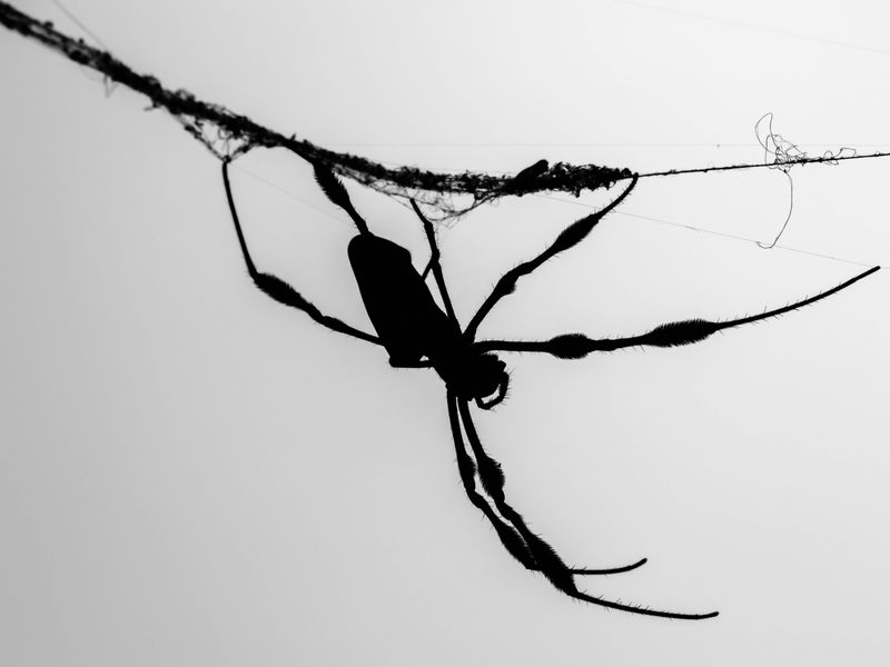 Web Weaver | Smithsonian Photo Contest | Smithsonian Magazine