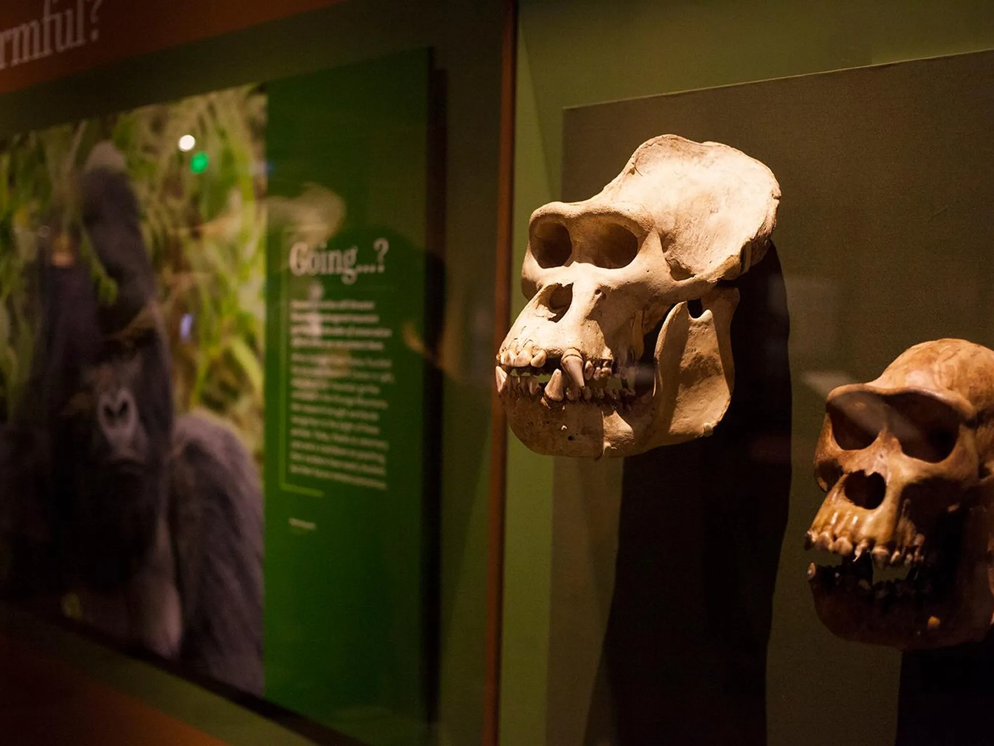 Dian Fossey’s Gorilla Skulls Are Scientific Treasures and a Symbol of ...