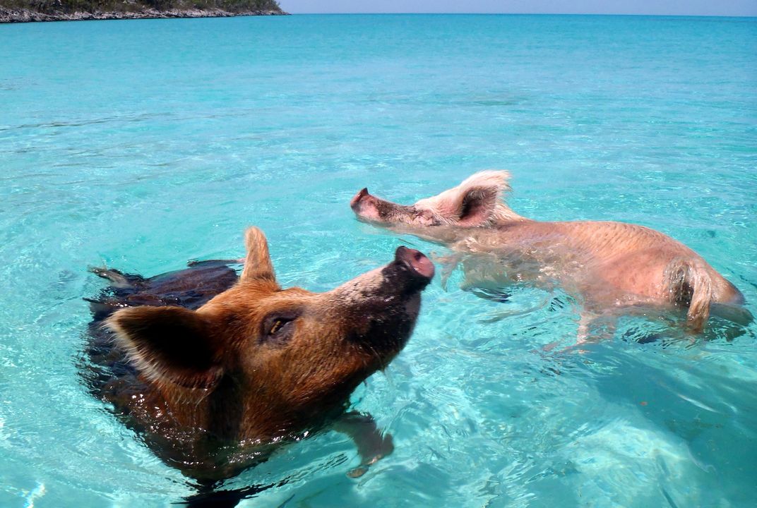 piglets swimming