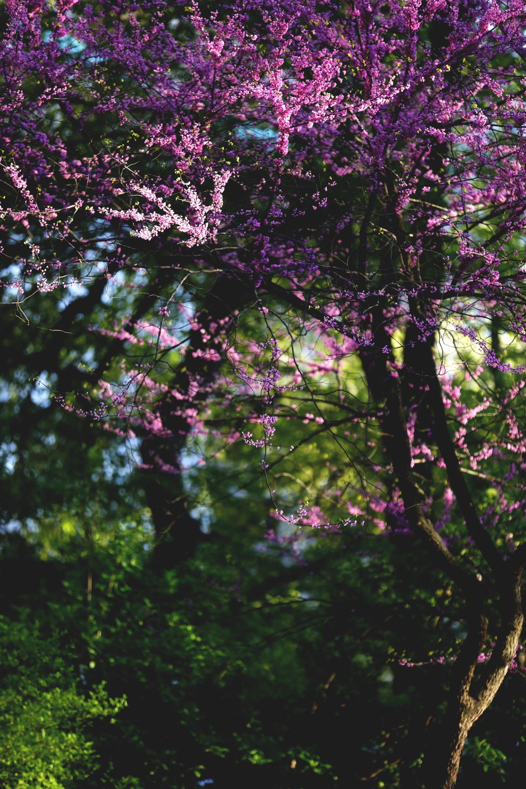 Blooming flowers in Spring Central Park | Smithsonian Photo Contest ...