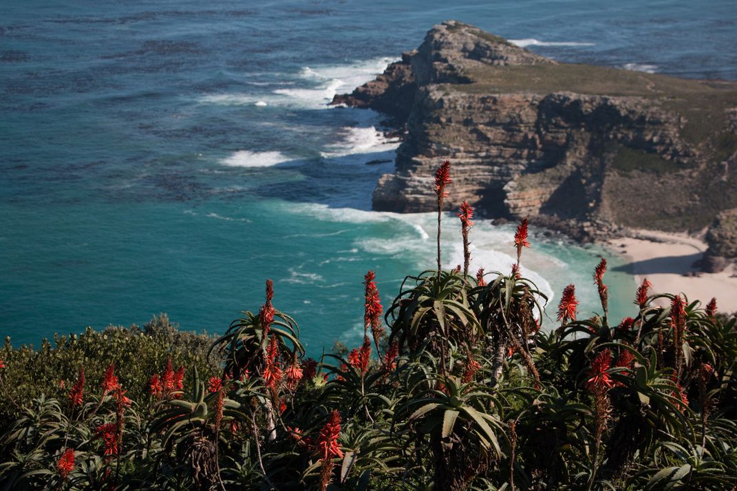 Flowers and Ocean at Cape Point, SA | Smithsonian Photo Contest ...