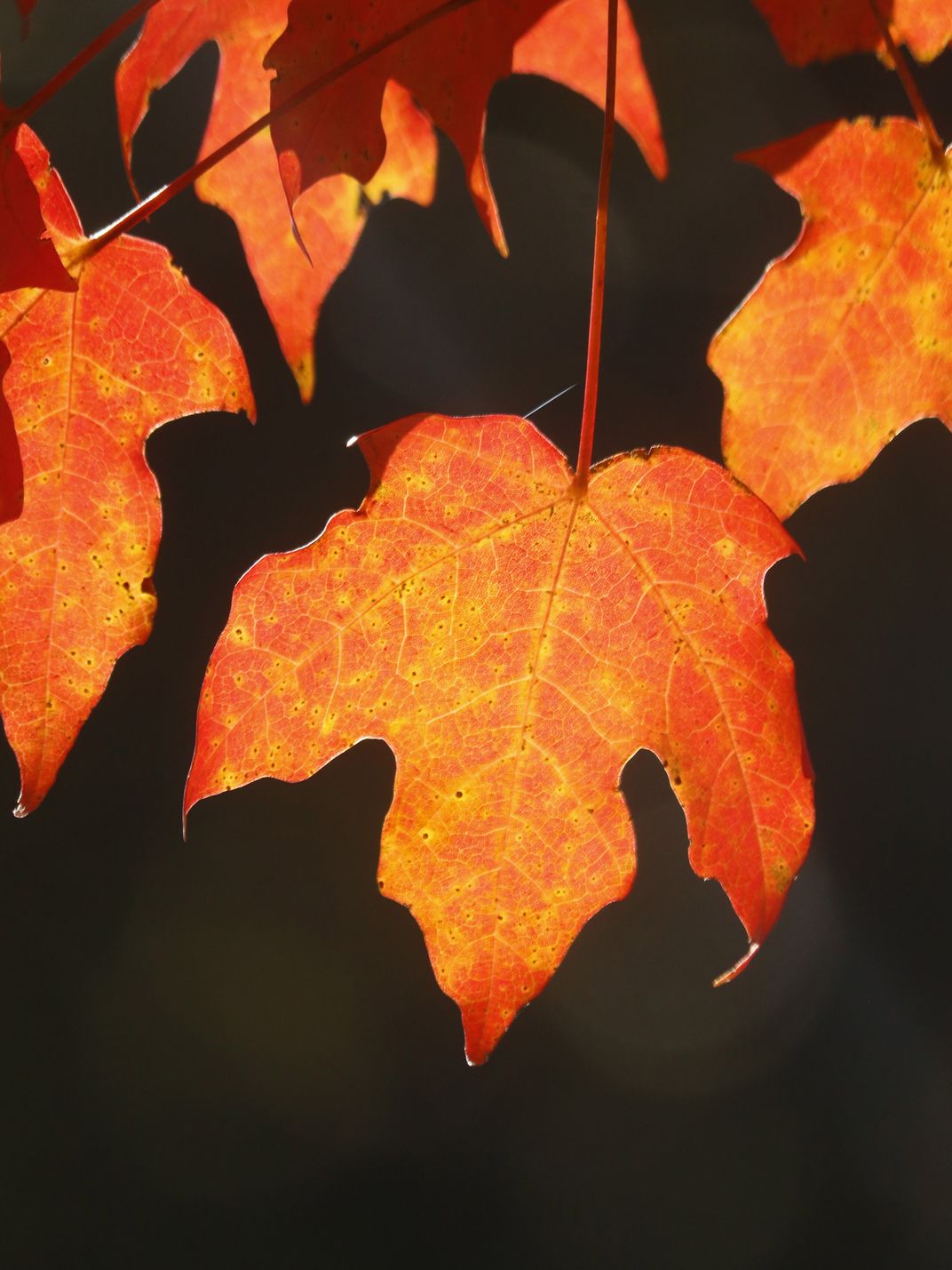 Vivid backlit Autumn maple leaf | Smithsonian Photo Contest ...