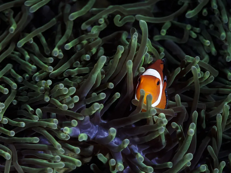 Clownfish at home | Smithsonian Photo Contest | Smithsonian Magazine