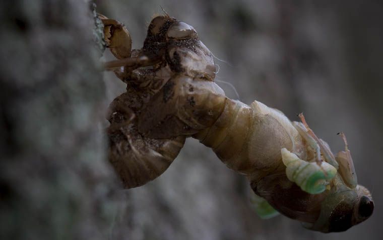 Cicada Hatching | Smithsonian Photo Contest | Smithsonian Magazine