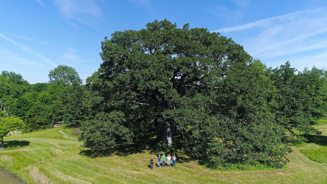 oak tree summer internship