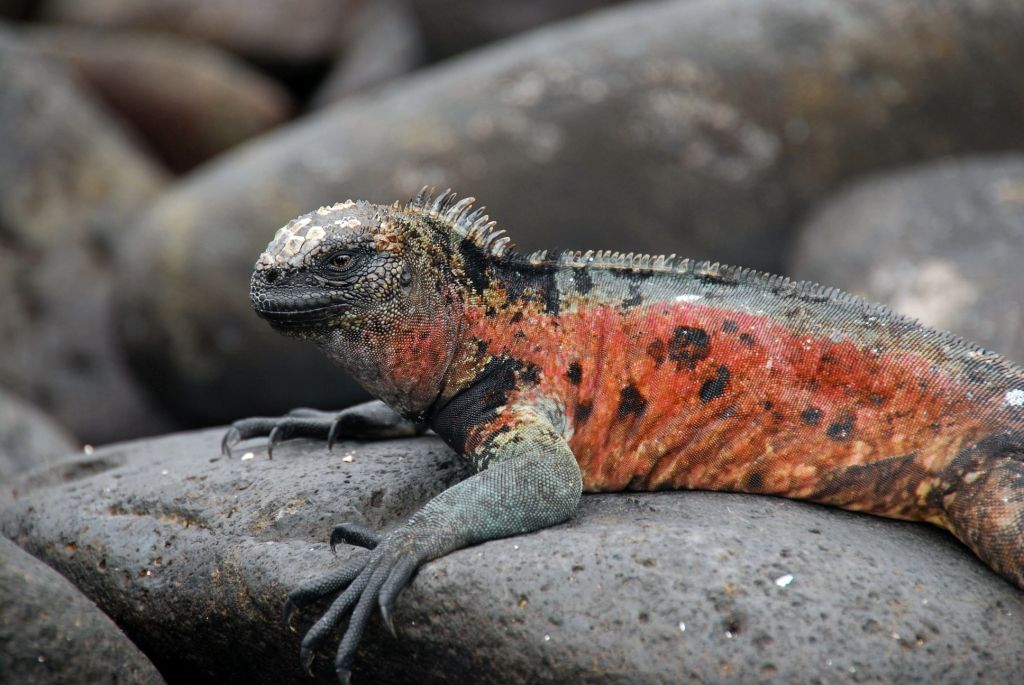 Brightly coloured lava lizard on Espanola Island | Smithsonian Photo ...