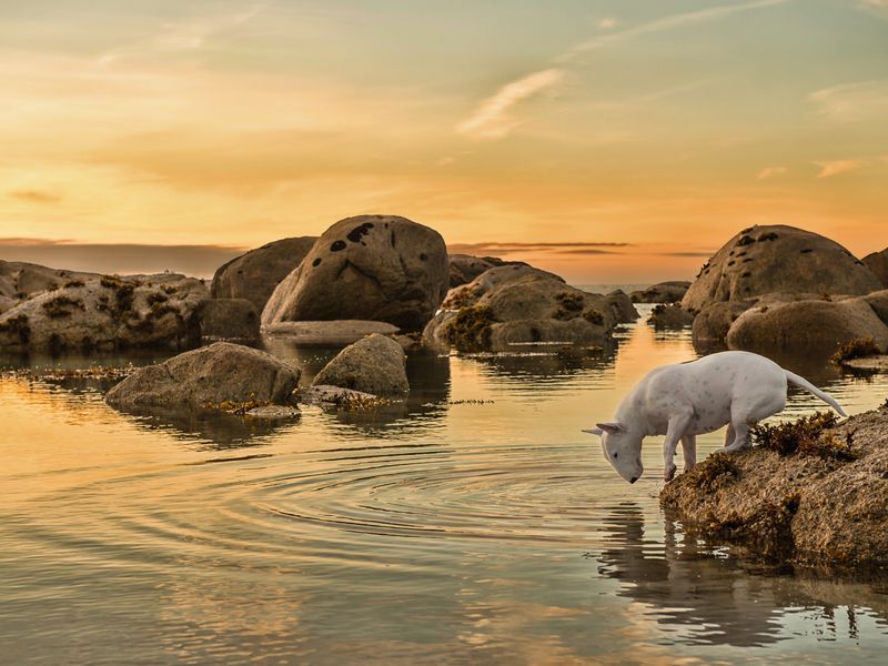 Morning Dip | Smithsonian Photo Contest | Smithsonian Magazine