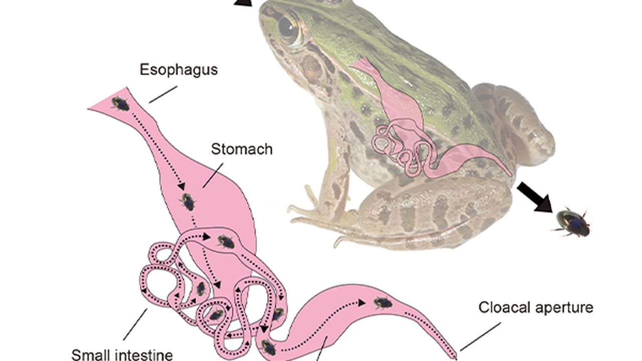 gullet frog function
