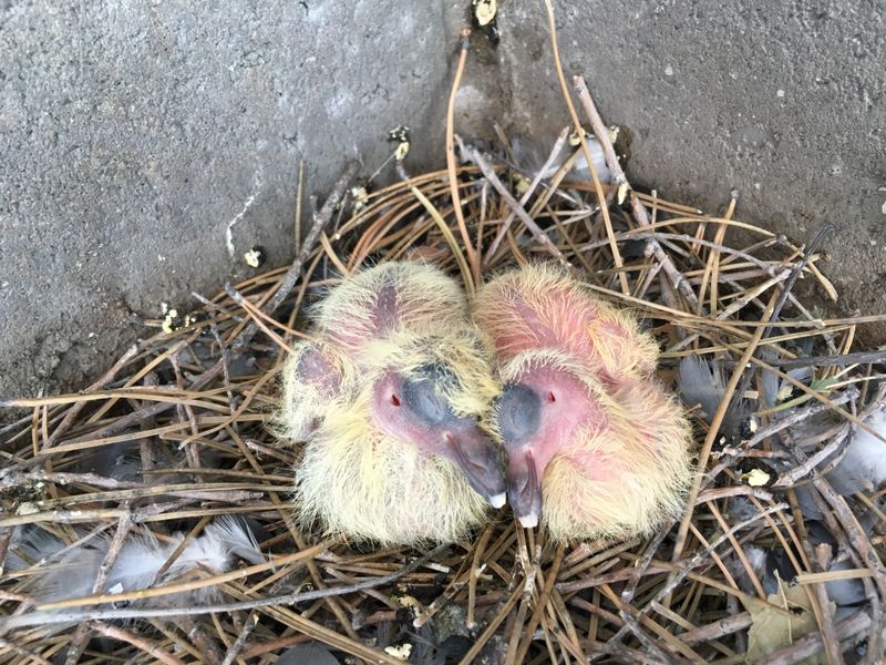 Sleeping Pigeons | Smithsonian Photo Contest | Smithsonian Magazine