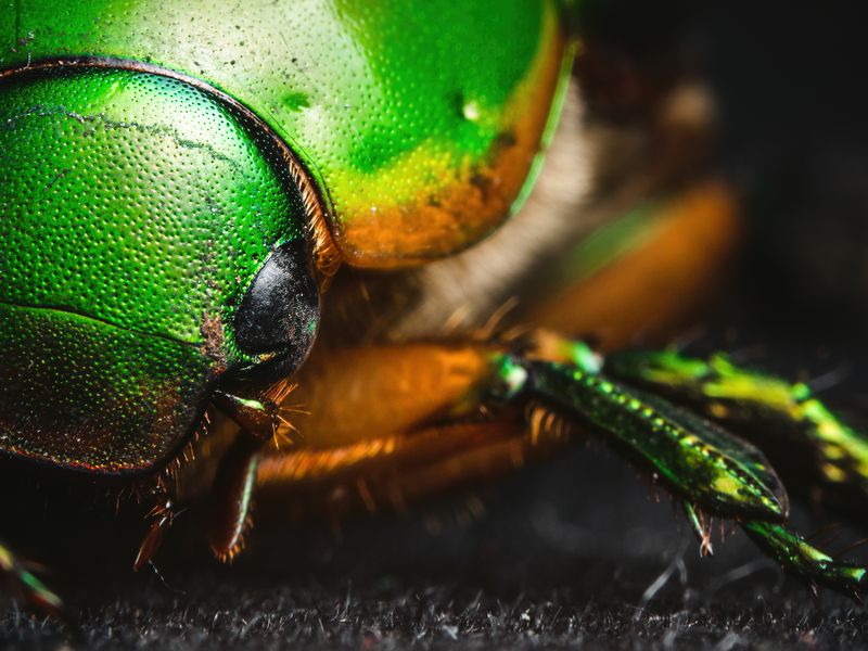 Portrait of a Green Scarab Beetle | Smithsonian Photo Contest ...