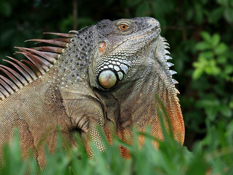 Iggy the Iguana | Smithsonian Photo Contest | Smithsonian Magazine