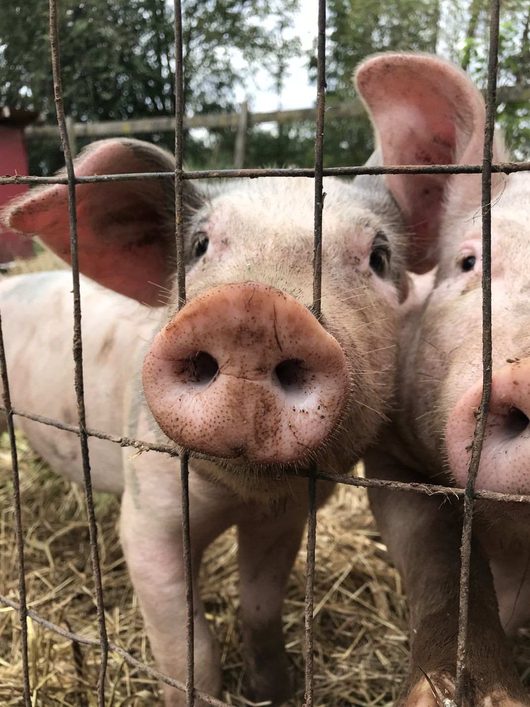 An adorable piglet wanting some food | Smithsonian Photo Contest ...