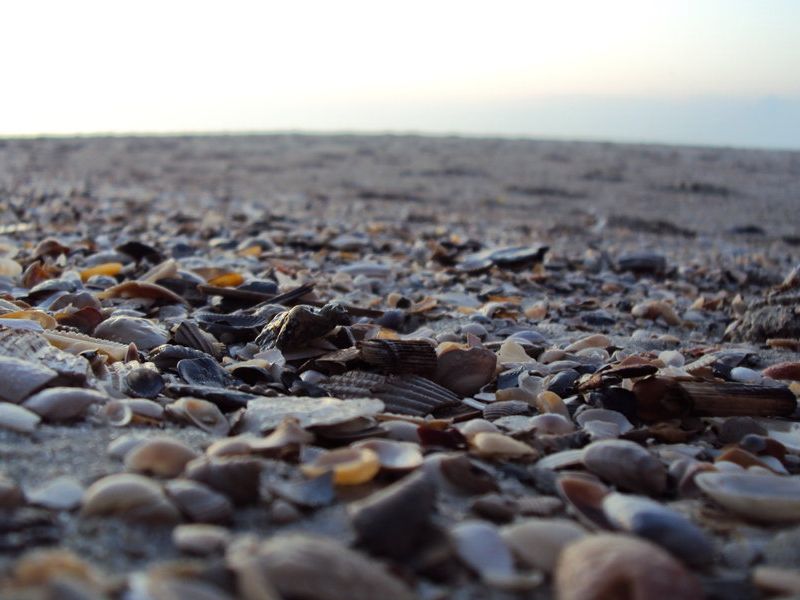 Admiring the shells on a beautiful afternoon in Myrtle Beach ...