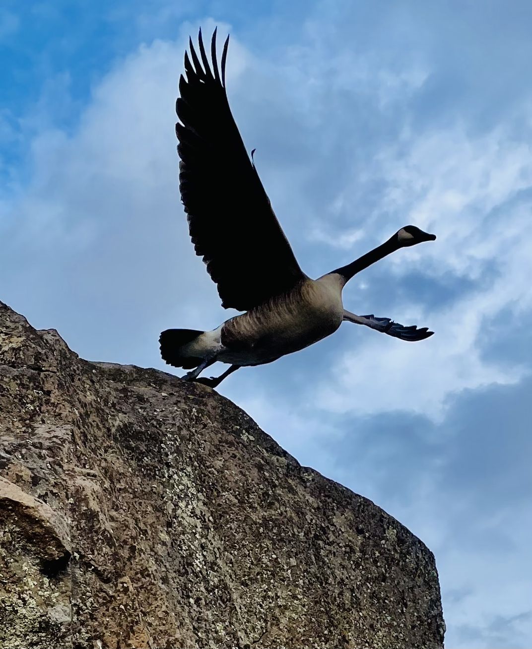 The Goose is Taking Off | Smithsonian Photo Contest | Smithsonian Magazine