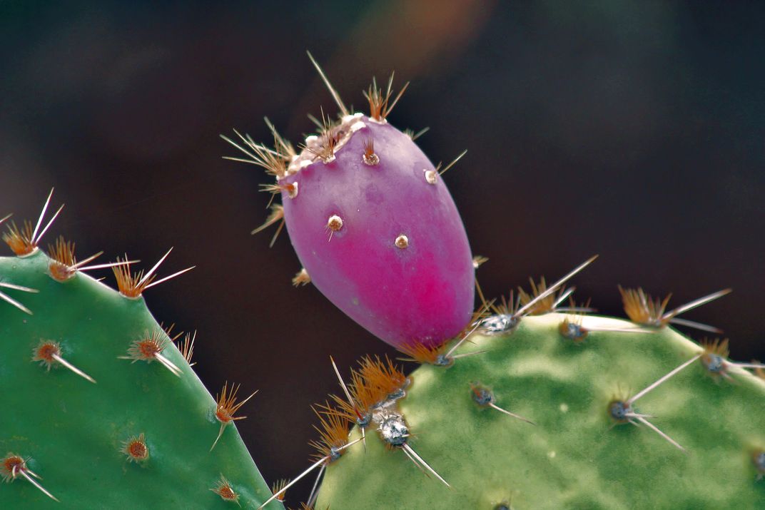 Prickly Pear Pointing the Way | Smithsonian Photo Contest | Smithsonian ...