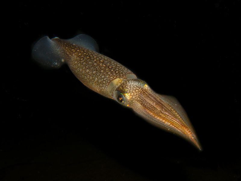 Pacific Ocean Squid | Smithsonian Photo Contest | Smithsonian Magazine